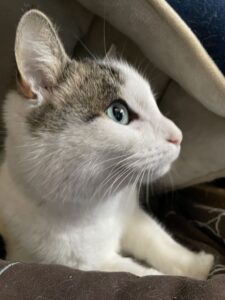 Keith the cat is looking for a new lovely home in the Vancouver area