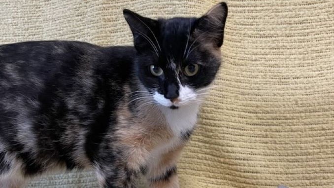 Harper the cat is looking for a new lovely home in the Vancouver area