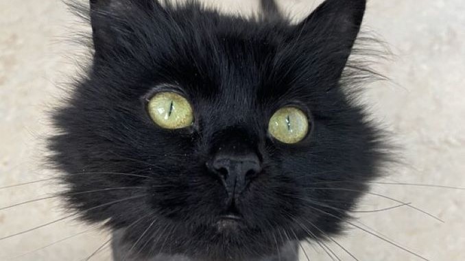 Purrdita the cat is looking for a new lovely home in the Vancouver area