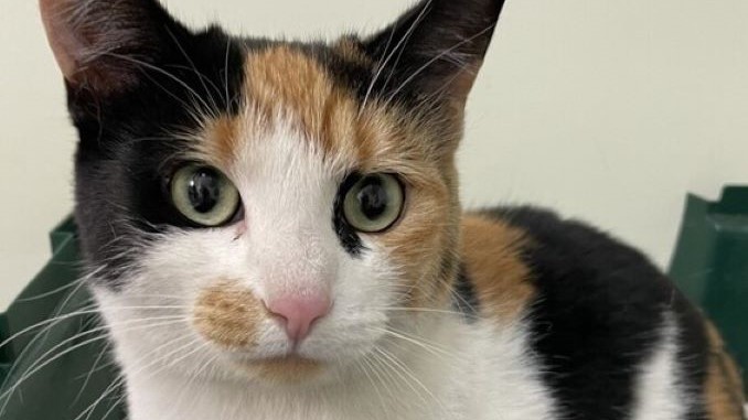 Penny the cat is looking for a new lovely home in the Vancouver area