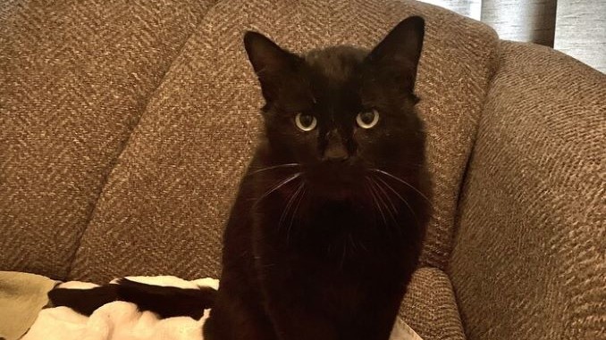 Chadwick the cat is looking for a new lovely home in the Vancouver area