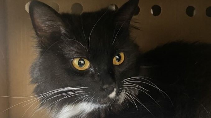 Elly May the cat is looking for a new lovely home in the Vancouver area
