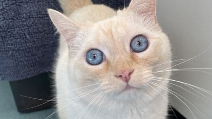 Fur-Nando the cat is looking for a new lovely home in the Vancouver area