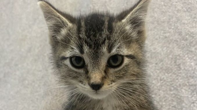 Baby Pip the cat is looking for a new lovely home in the Vancouver area