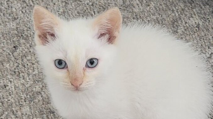 Rouge the cat is looking for a new lovely home in the Vancouver area