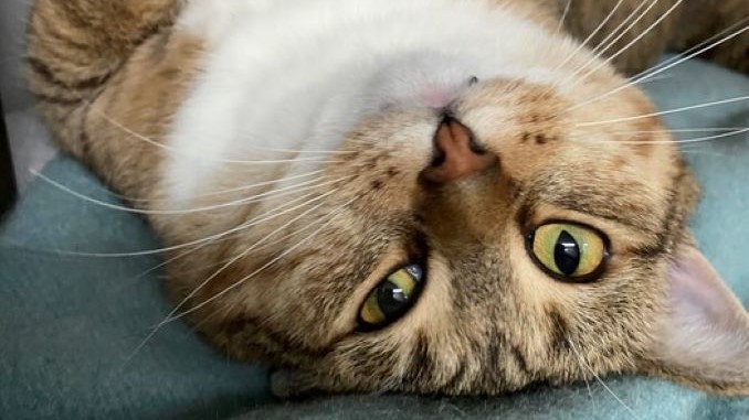 Reese the cat is looking for a new home in the Vancouver area