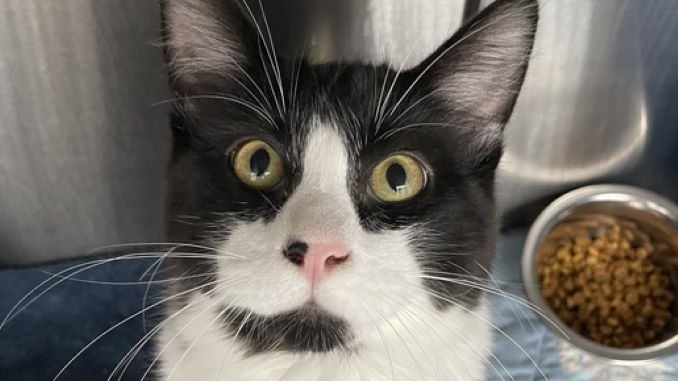 Apache the cat is looking for a new home in the Vancouver area