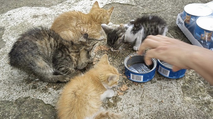 Charitable Choices: International Aid For Animals Foundation