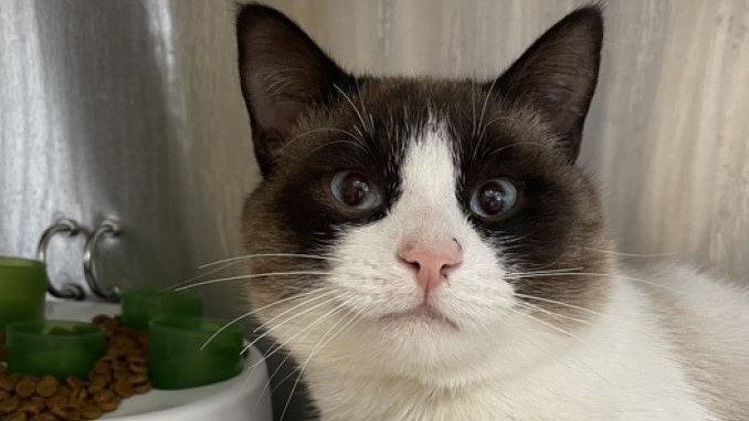 Jasper the cat is looking for a lovely home in the Vancouver area