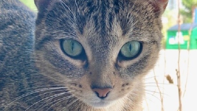 Luna the cat is looking for a new lovely home in the Vancouver area