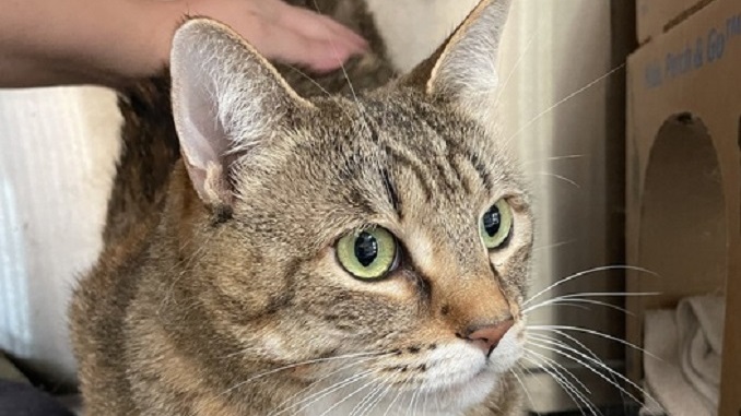 Daisy the cat is looking for a lovely home in the Vancouver area
