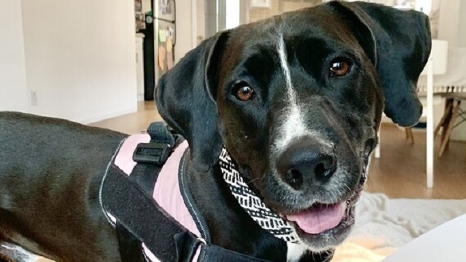 Timmy the dog is looking for a lovely home in the Vancouver area