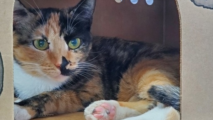 Arabella the cat is looking for a lovely home in the Vancouver area