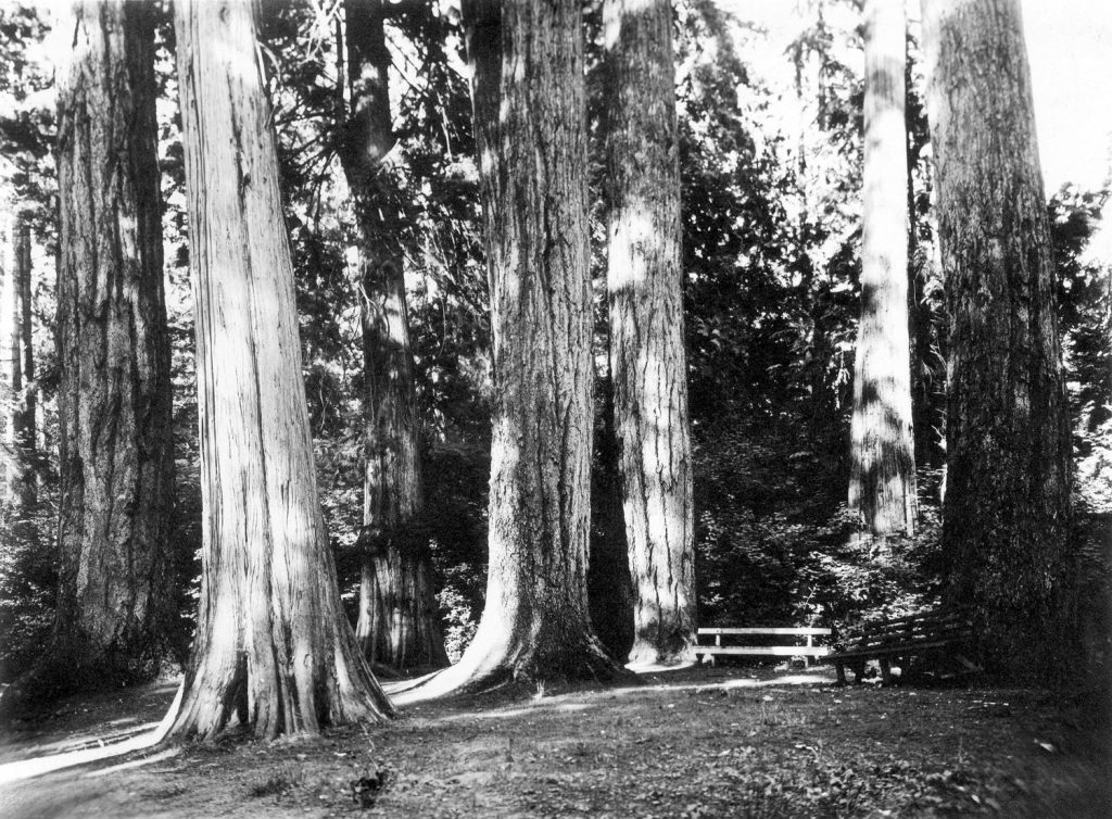 Vintage Photographs from Stanley Park