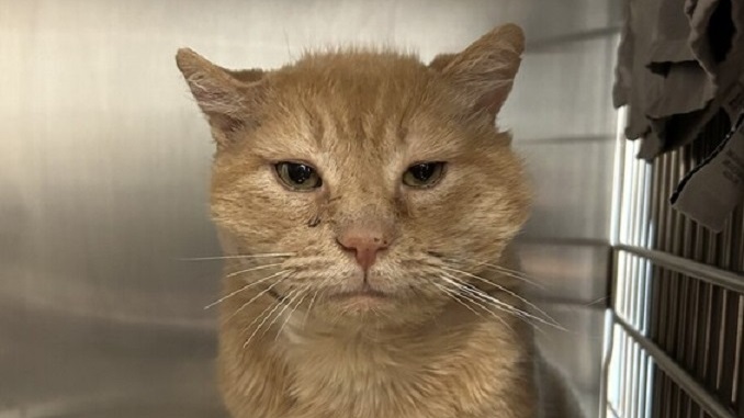 Roger the cat is looking for a lovely home in the Vancouver area