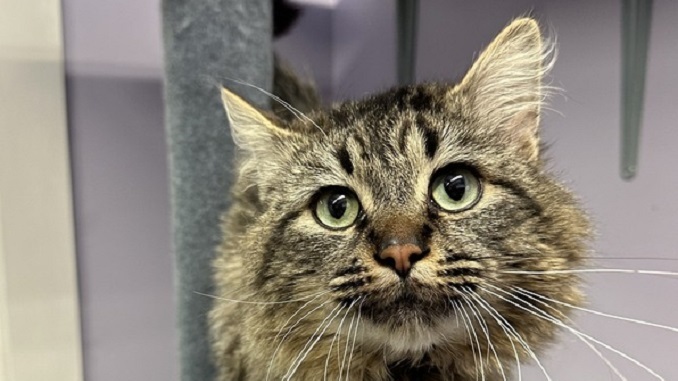 Binkus the cat is looking for a lovely home in the Vancouver area