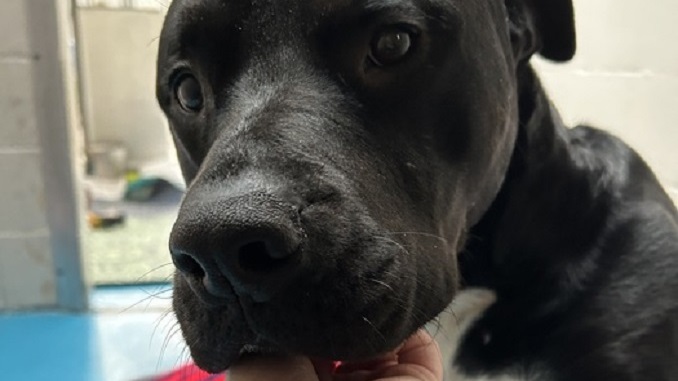 Mishka the dog is looking for a loving home in the Vancouver area