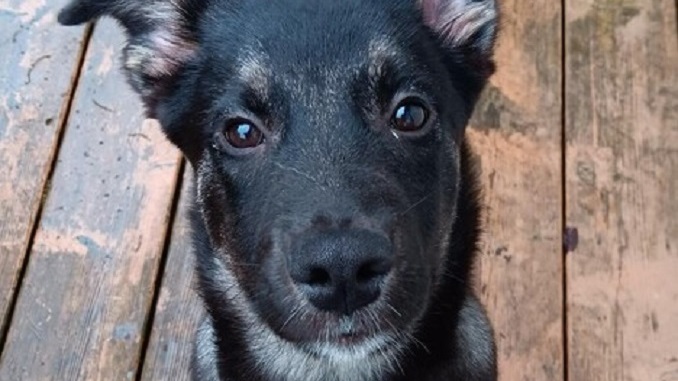 Chuck the dog is looking for a loving home in the Vancouver area