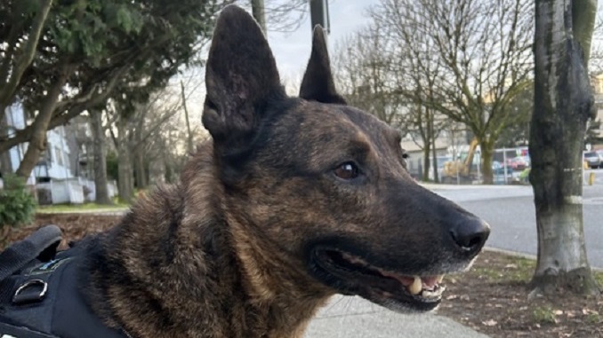 Cisco the dog is looking for a new home in the Vancouver area