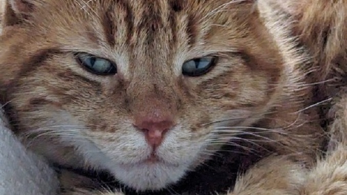 Ginja the cat is looking for a new home in the Vancouver area