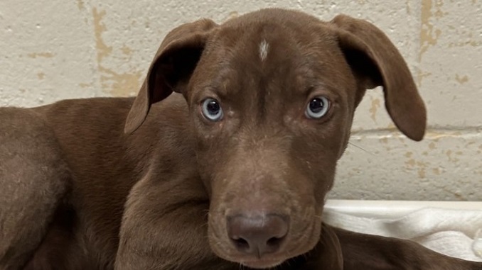 Wally the dog is looking for a new home in the Vancouver area