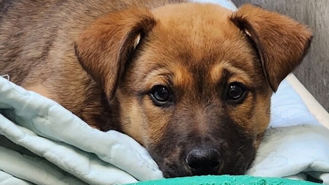 Blake the dog is looking for a new home in the Vancouver area