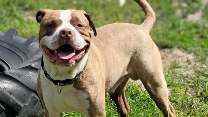 Midas the dog is looking for a new home in the Vancouver area