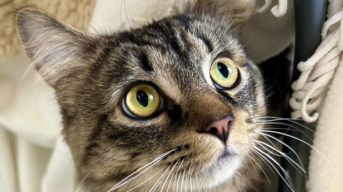 Rupaw the cat is looking for a new home in the Vancouver area
