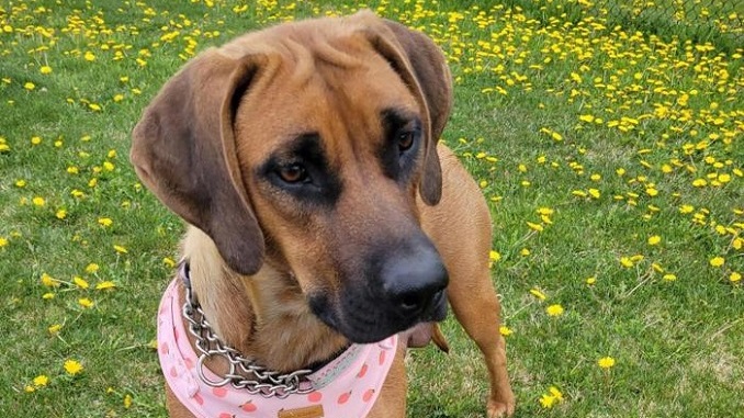 Coco the dog is looking for a new home in the Vancouver area