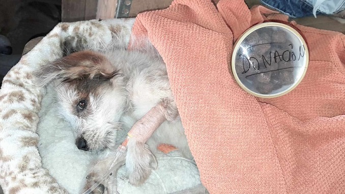 Charitable Choices: International Aid For Animals Foundation