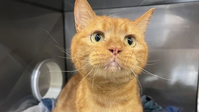 Coco the cat is looking for a new home in the Vancouver area