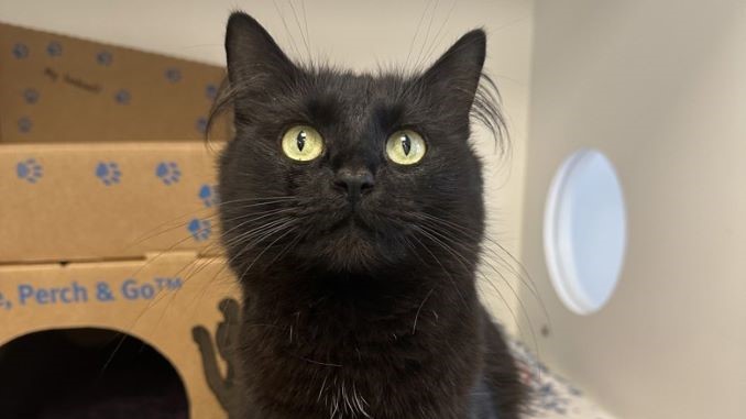 Star the cat is looking for a new home in the Vancouver area