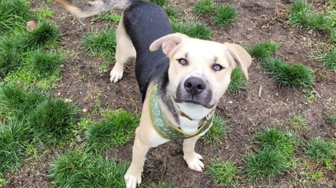 Diesel the dog is looking for a new home in the Vancouver area