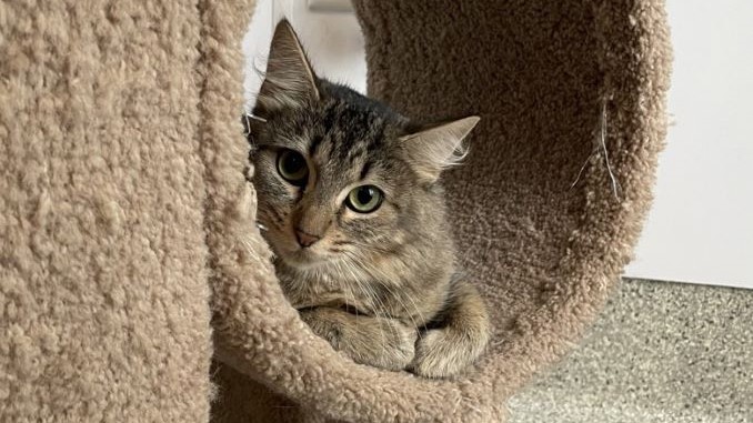 Adele the cat is looking for a new home in the Vancouver area
