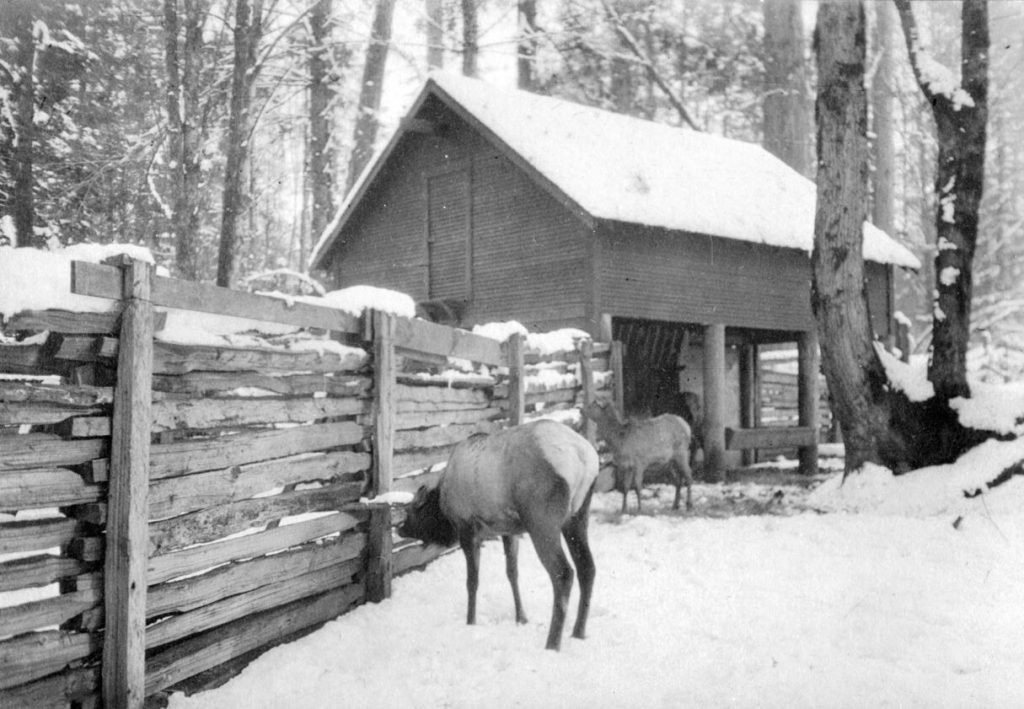 Old Photographs of the Stanley Park Zoo (1893-1986)