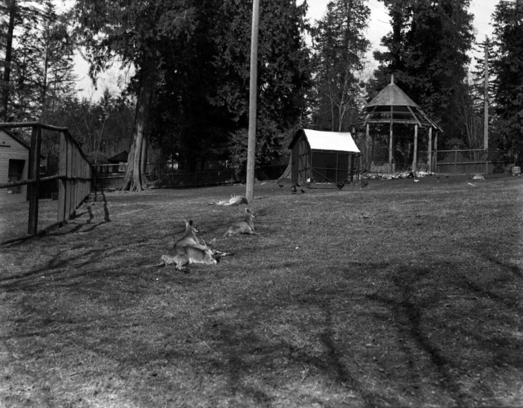 Old Photographs of the Stanley Park Zoo (1893-1986)