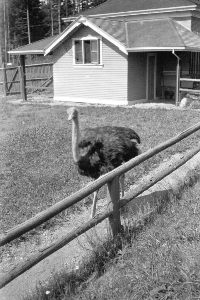 Old Photographs of the Stanley Park Zoo (1893-1986)