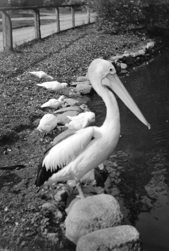 Old Photographs of the Stanley Park Zoo (1893-1986)