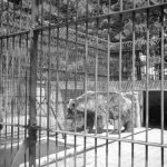 Old Photographs of the Stanley Park Zoo (1893-1986)