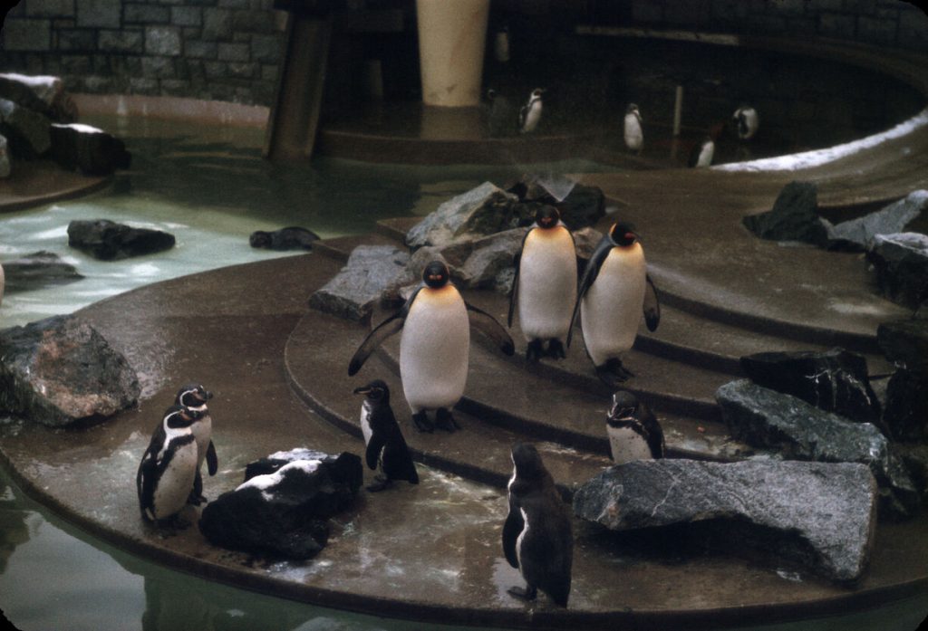 Old Photographs of the Stanley Park Zoo (1893-1986)