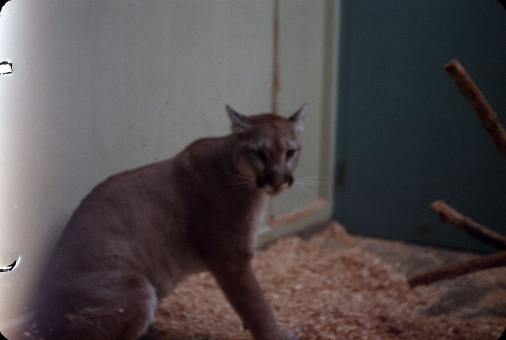 Old Photographs of the Stanley Park Zoo (1893-1986)