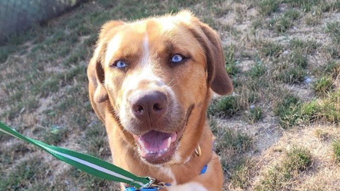 Hershey the dog is looking for a new home in the Vancouver area