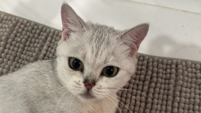 Pea the cat is looking for a new home in the Vancouver area