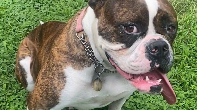 Callie the dog is looking for a new home in the Vancouver area