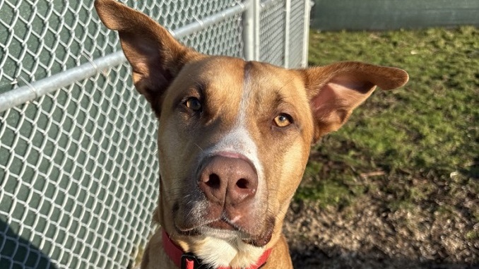 Archie the dog is looking for a new home in the Vancouver area