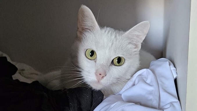 Bonnie the cat is looking for a new home in the Vancouver area