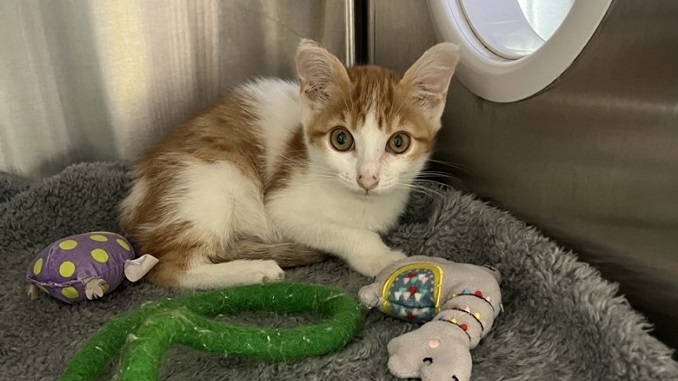 Marsha the cat is looking for a new home in the Vancouver area