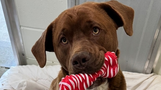 Milo the dog is looking for a new home in the Vancouver area