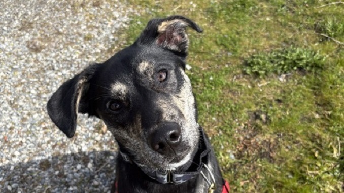 Nash the dog is looking for a new home in the Vancouver area