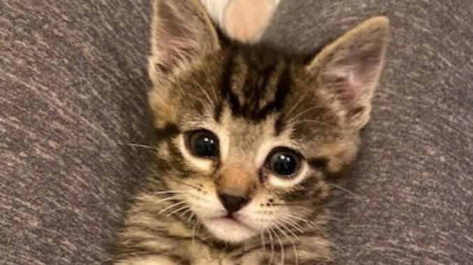 Pumba the cat is looking for a new home in the Vancouver area